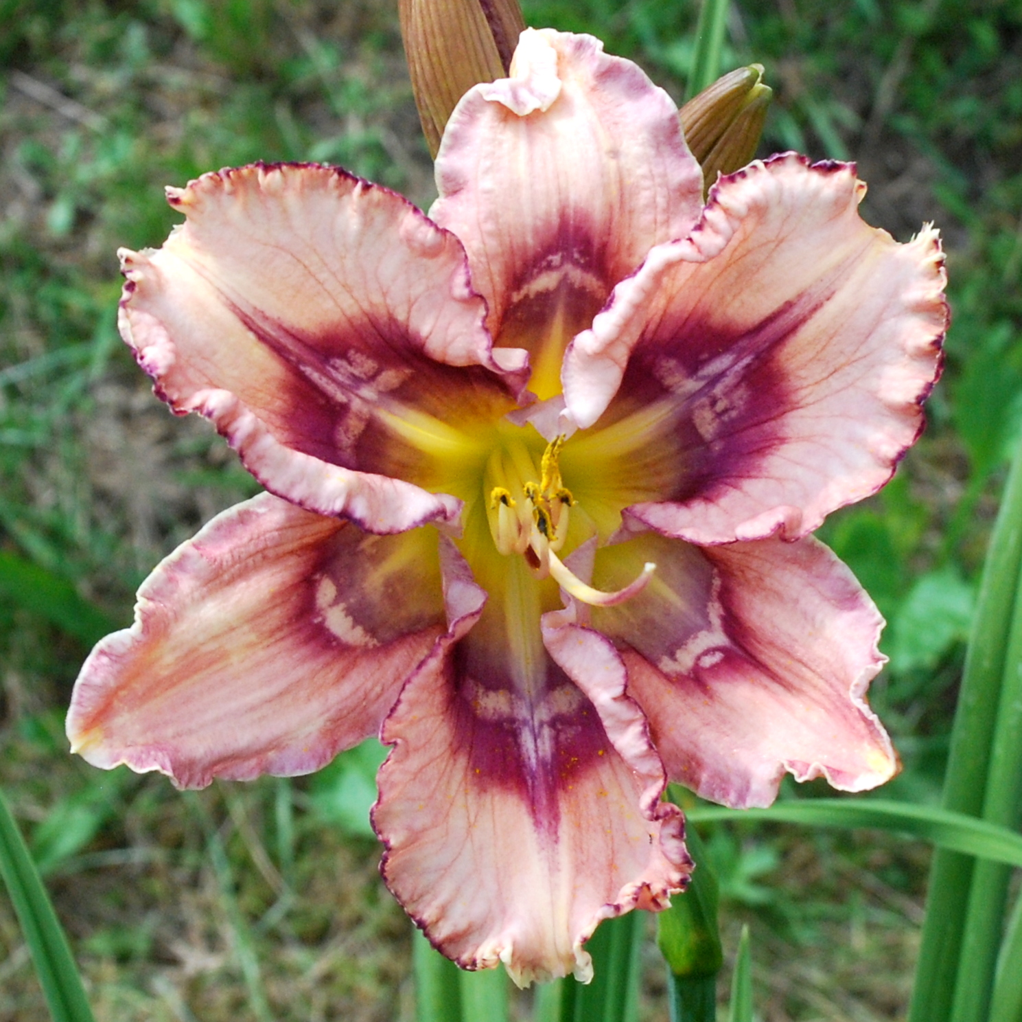 You Everywhere Liliowce Liliowce Jerzy Bodalski